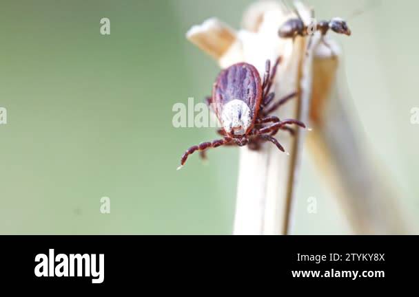 Ixodic tick sitting on the top of the swinging blade of dry grass in ...
