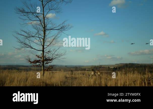Bark wood beetle pest Ips typographus infestation, spruce bast tree ...