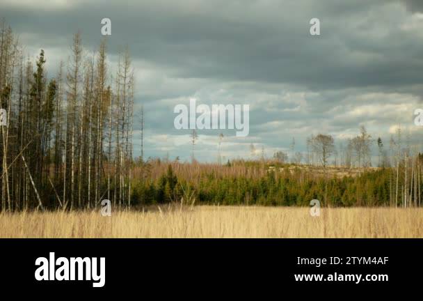 Bark wood beetle pest Ips typographus infestation, spruce bast tree ...