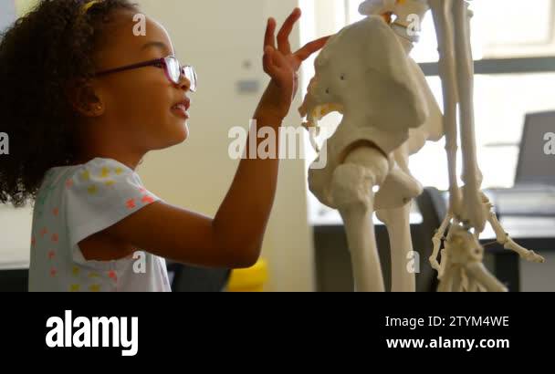 Human skeleton in classroom Stock Videos & Footage - HD and 4K Video ...