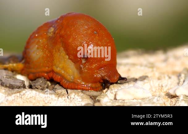 Arion arion Stock Videos & Footage - HD and 4K Video Clips - Alamy