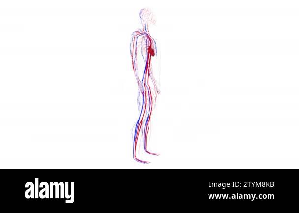 Anatomy of the human circulatory system from head to toe, computer ...