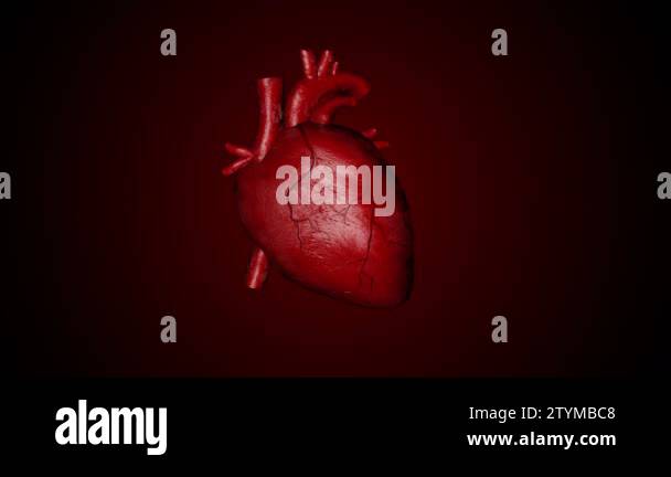 3D animation of a beating human heart Stock Video Footage - Alamy