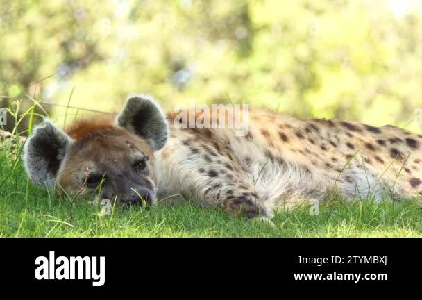 Hyena with grin Stock Videos & Footage - HD and 4K Video Clips - Alamy