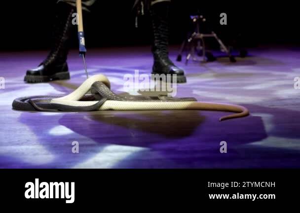 Snake charmer in circus. Action. Close-up of snake charmer controls ...