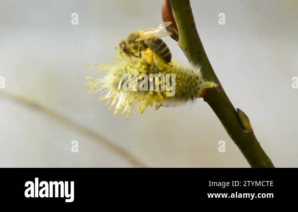 Willow head Stock Videos & Footage - HD and 4K Video Clips - Alamy