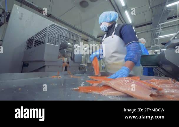 Fish sorting process Stock Videos & Footage - HD and 4K Video Clips - Alamy