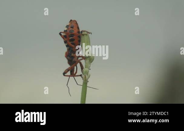 Western corsair, scientific name Rasahus thoracicus, Triatoma is a ...