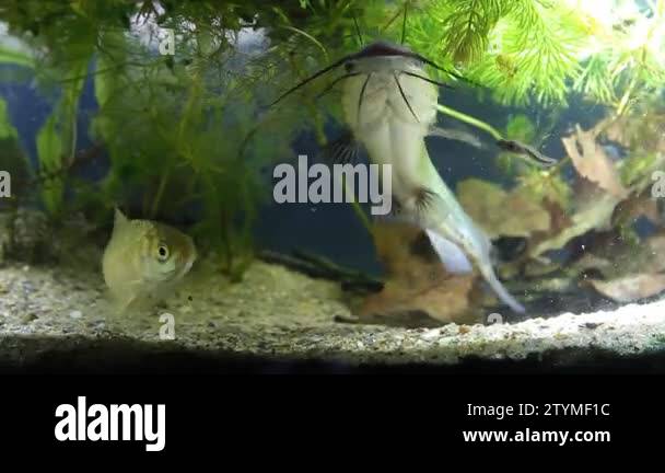 Freshwater predator fish Stock Videos & Footage - HD and 4K Video Clips ...