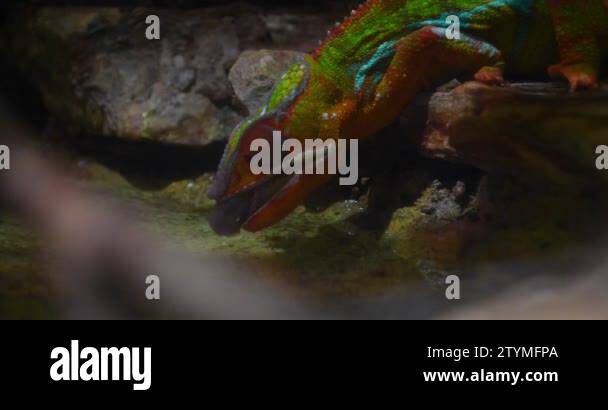 Chameleon ( Lizard ), panther, catching insect, reptile, Chamaeleo ...