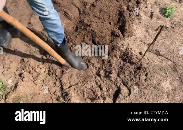 Farmer in rubber boots digging and flipping soil using shovel and ...