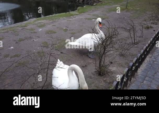 Feeding swan Stock Videos & Footage - HD and 4K Video Clips - Alamy