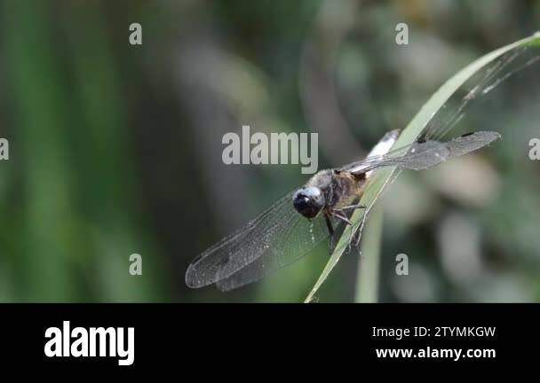 Libellula Stock Videos & Footage - HD and 4K Video Clips - Alamy