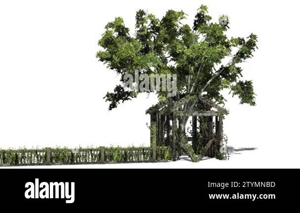 Shed tree Stock Videos & Footage - HD and 4K Video Clips - Alamy