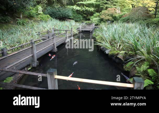 Large Group of Colorful Koi Fish Swimming in Garden Pond with Walking ...