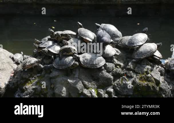 Turtle and Tortoise on stone decoration design in pond of garden ...