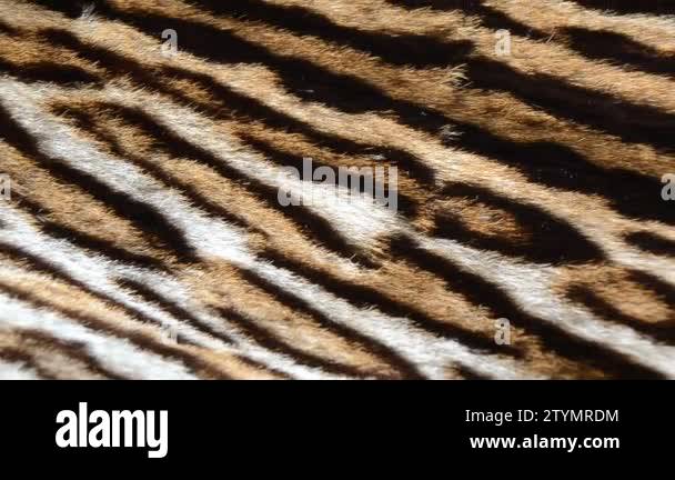 Tiger fur texture Stock Videos & Footage - HD and 4K Video Clips - Alamy