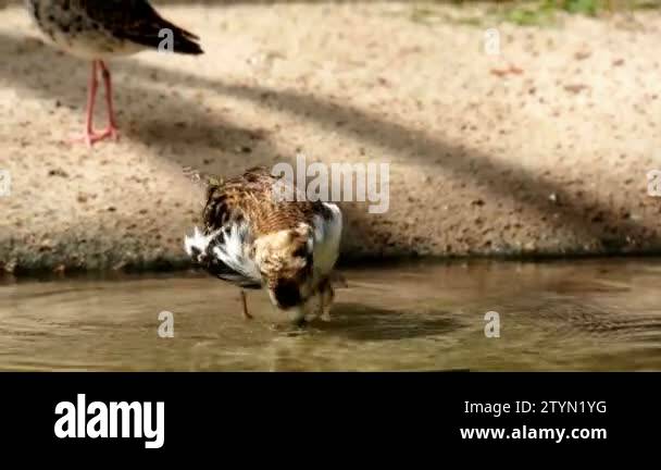 Ruff water bird Stock Videos & Footage - HD and 4K Video Clips - Alamy