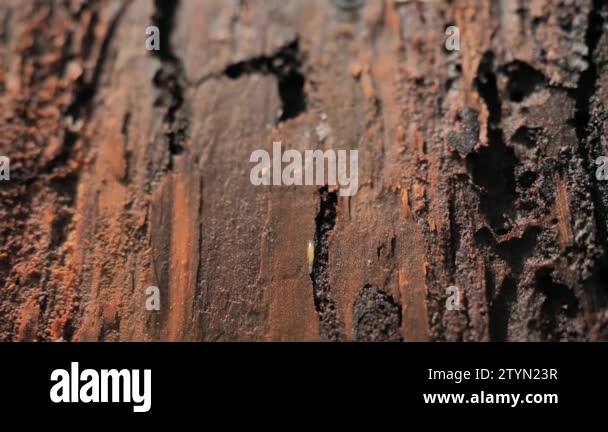 Bark in dead forest destroyed by wood worm in National Park. Wood ...