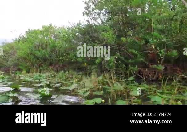 swamp grass of Everglades National Park, Big Cypress National Preserve ...