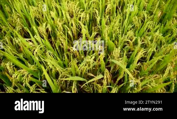 Rice Field Green agriculture ecosystem Asian rice paddy field Vietnam ...