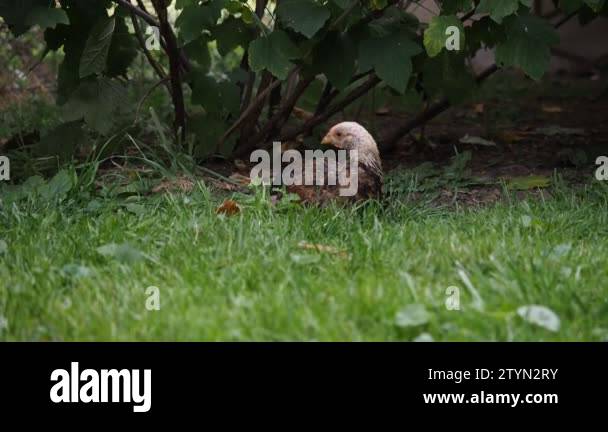 Free range hens -nine weeks old baby chickens - freely grazing in the ...