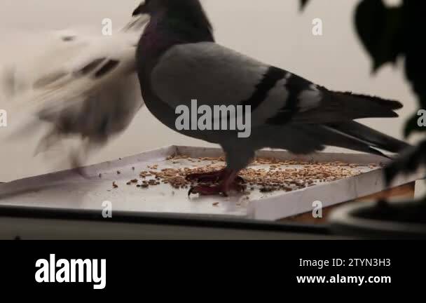 Evil pigeon Stock Videos & Footage - HD and 4K Video Clips - Alamy