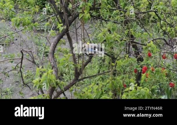 Tree of walnut family Stock Videos & Footage - HD and 4K Video Clips ...