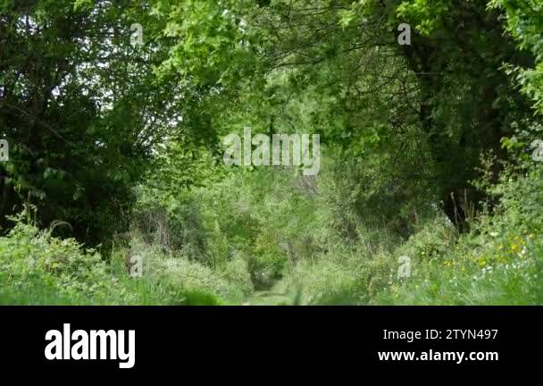 Wind in foliage path countryside Stock Videos & Footage - HD and 4K ...