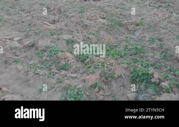 Backward of dry ground view. Preparation for new plantation with para ...