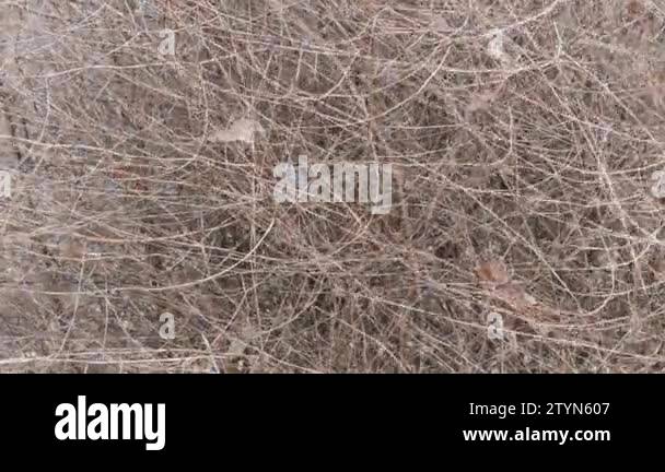 Tangled root system Stock Videos & Footage - HD and 4K Video Clips - Alamy