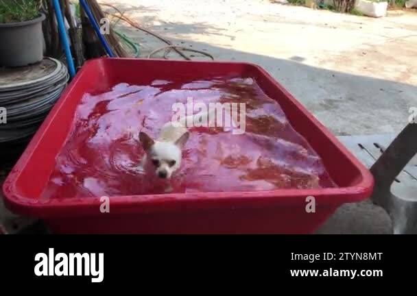 Bathing basin Stock Videos & Footage - HD and 4K Video Clips - Alamy