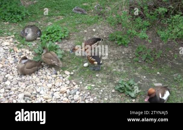 Green duck eggs and brown egg Stock Videos & Footage - HD and 4K Video ...