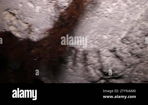 Tree root cave ceiling Stock Videos & Footage - HD and 4K Video Clips ...