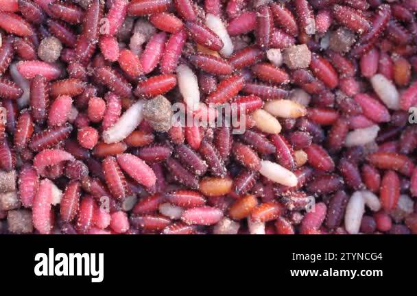 Blowfly larvae Stock Videos & Footage - HD and 4K Video Clips - Alamy