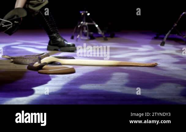 Snake charmer in circus. Action. Close-up of snake charmer controls ...