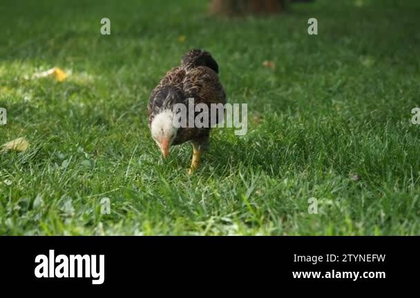 Free range hens -nine weeks old baby chickens - freely grazing in the ...