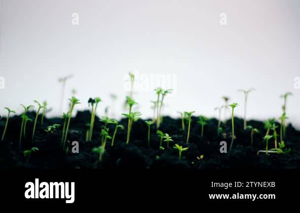 Evolution of plant life on earth Stock Videos & Footage - HD and 4K ...