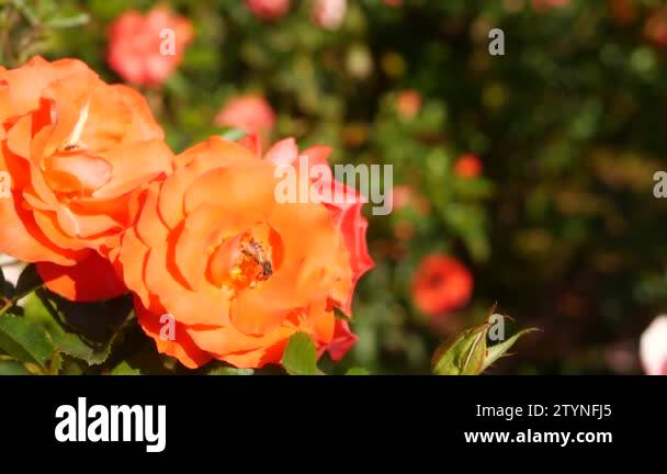 English garden insects Stock Videos & Footage - HD and 4K Video Clips ...