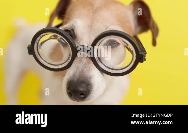 Field study animal Stock Videos & Footage - HD and 4K Video Clips - Alamy