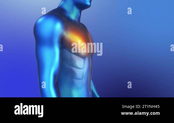 3D Anatomy of Human Muscles. Blue Style Human Pectoral Muscles Loop ...