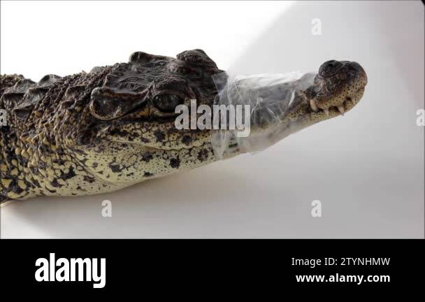 Muzzle alligator crocodile Stock Videos & Footage - HD and 4K Video ...