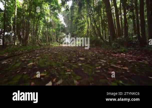 Paving slabs overgrown with moss. Walk through rainforest path Stock ...