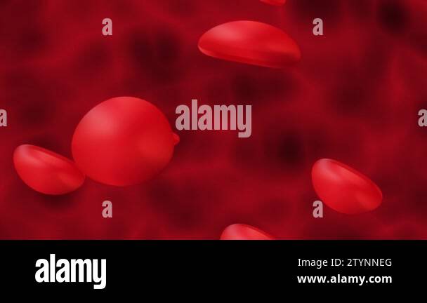 Red blood cells in vein 3D animation. Blood cells in an artery, flow ...