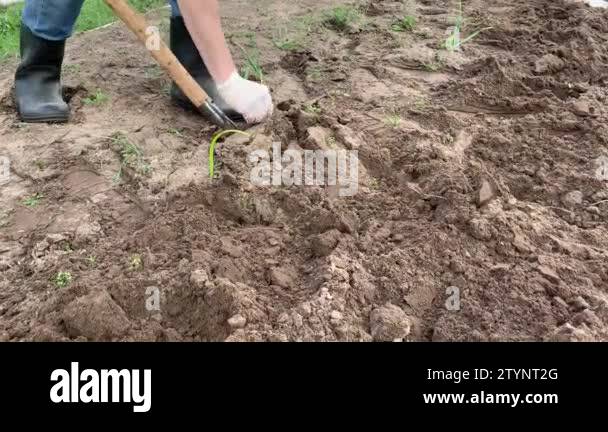 Farmer in rubber boots digging and flipping soil using shovel and ...