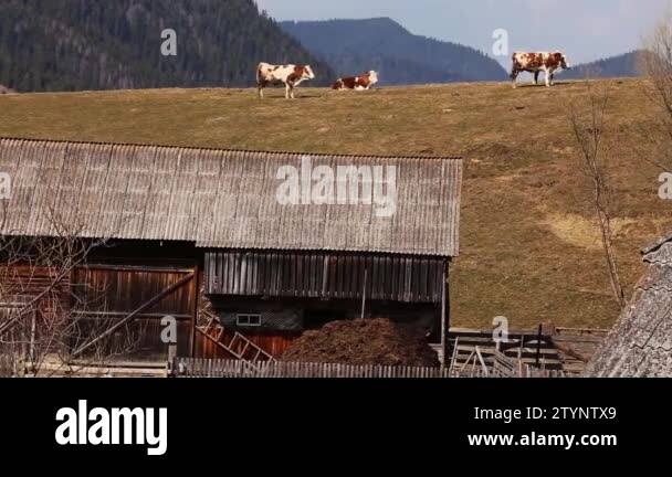 Village home farm field Stock Videos & Footage - HD and 4K Video Clips ...