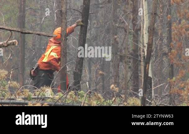Pine wildfire wildland Stock Videos & Footage - HD and 4K Video Clips ...