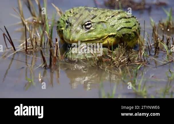 Mating African giant bullfrogs Stock Video Footage - Alamy