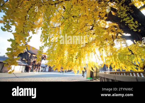 Eikando Stock Videos & Footage - HD and 4K Video Clips - Alamy