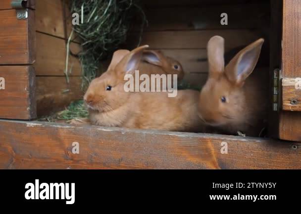 Cute brown rabbits on an organic farm, hiding in the rabbit hutch ...